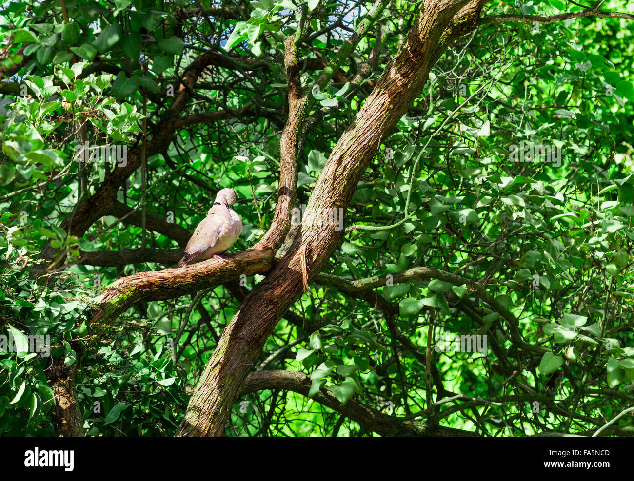 Lilac tree with pigeon hi-res stock photography and images - Alamy