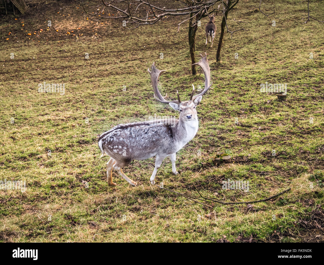 Grazing deer in farm Stock Photo - Alamy
