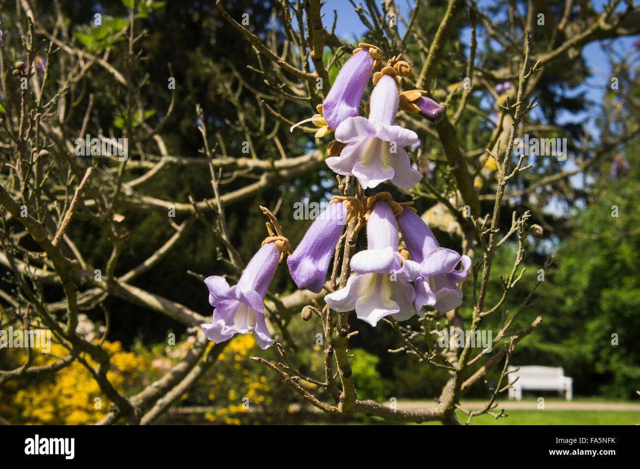 Kiri tree hi-res stock photography and images - Alamy