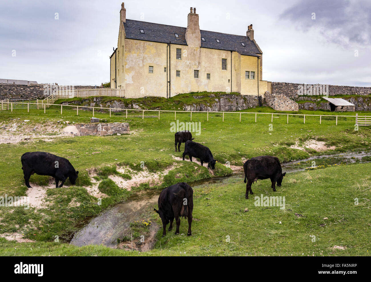 Balnakeil bay cows hi-res stock photography and images - Alamy