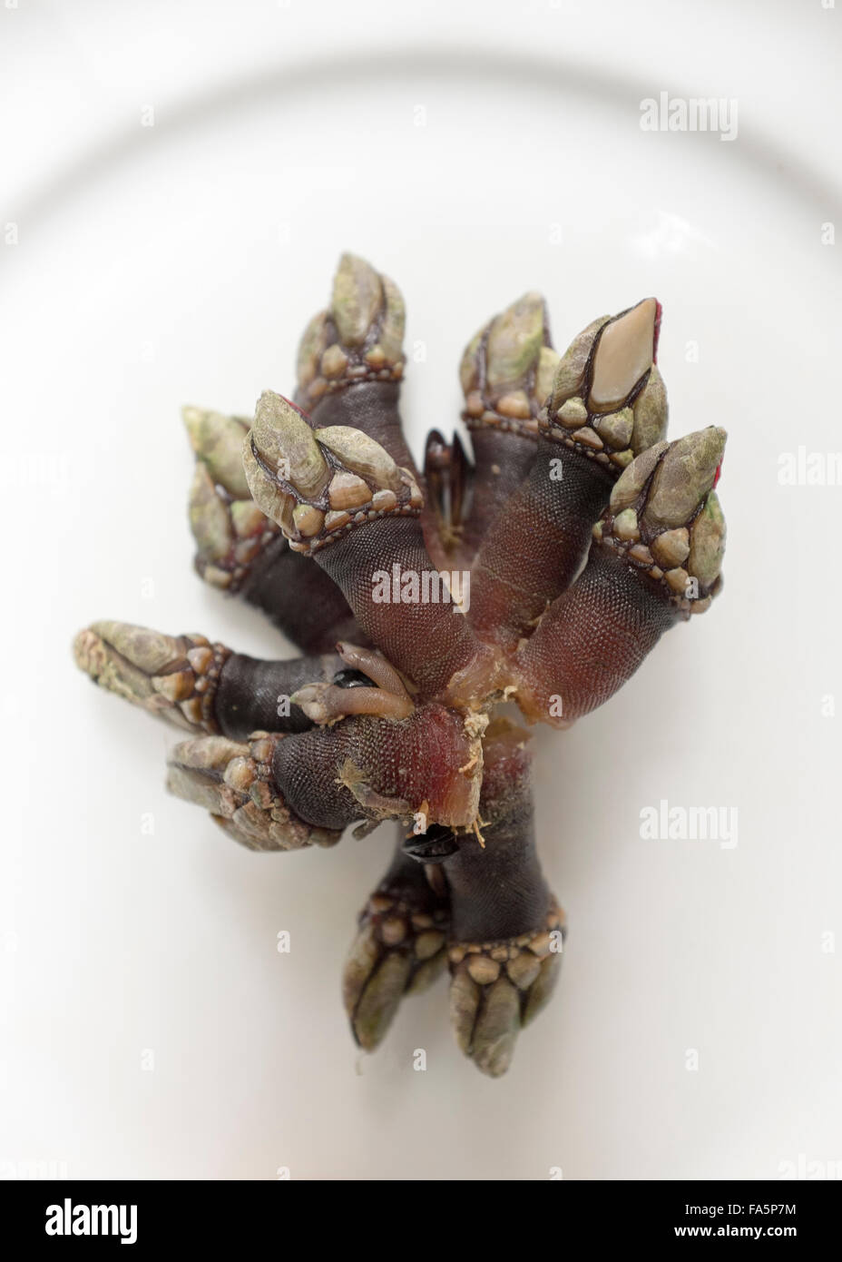 Goose barnacles hi-res stock photography and images - Alamy