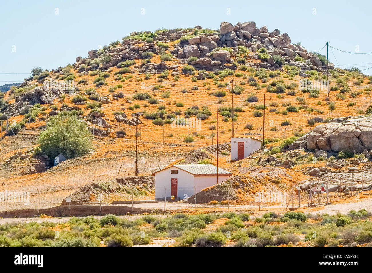 A sea of orange daisies in Nababeep, a small mining town in the ...