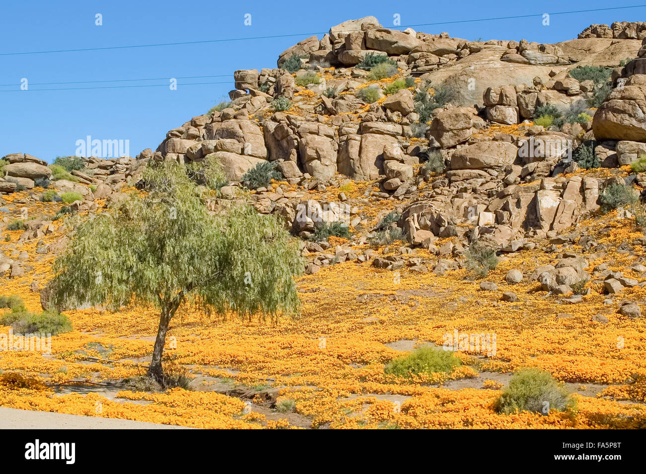 A sea of orange daisies on the slopes of a hill in Nababeep, a small ...