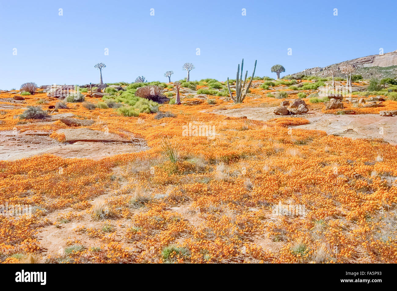 Nababeep hi-res stock photography and images - Alamy