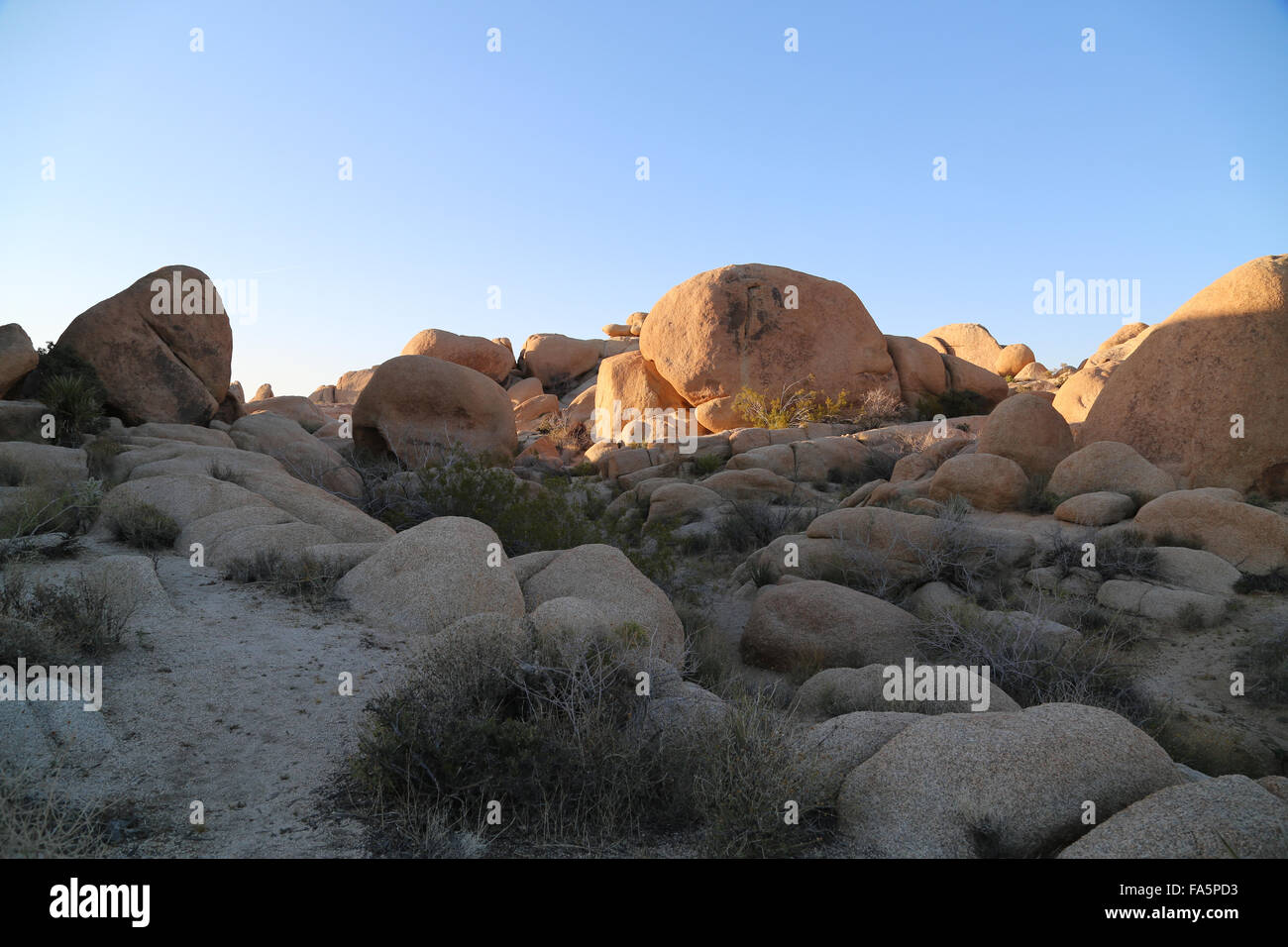 Joshua tree joshua tree hi-res stock photography and images - Alamy