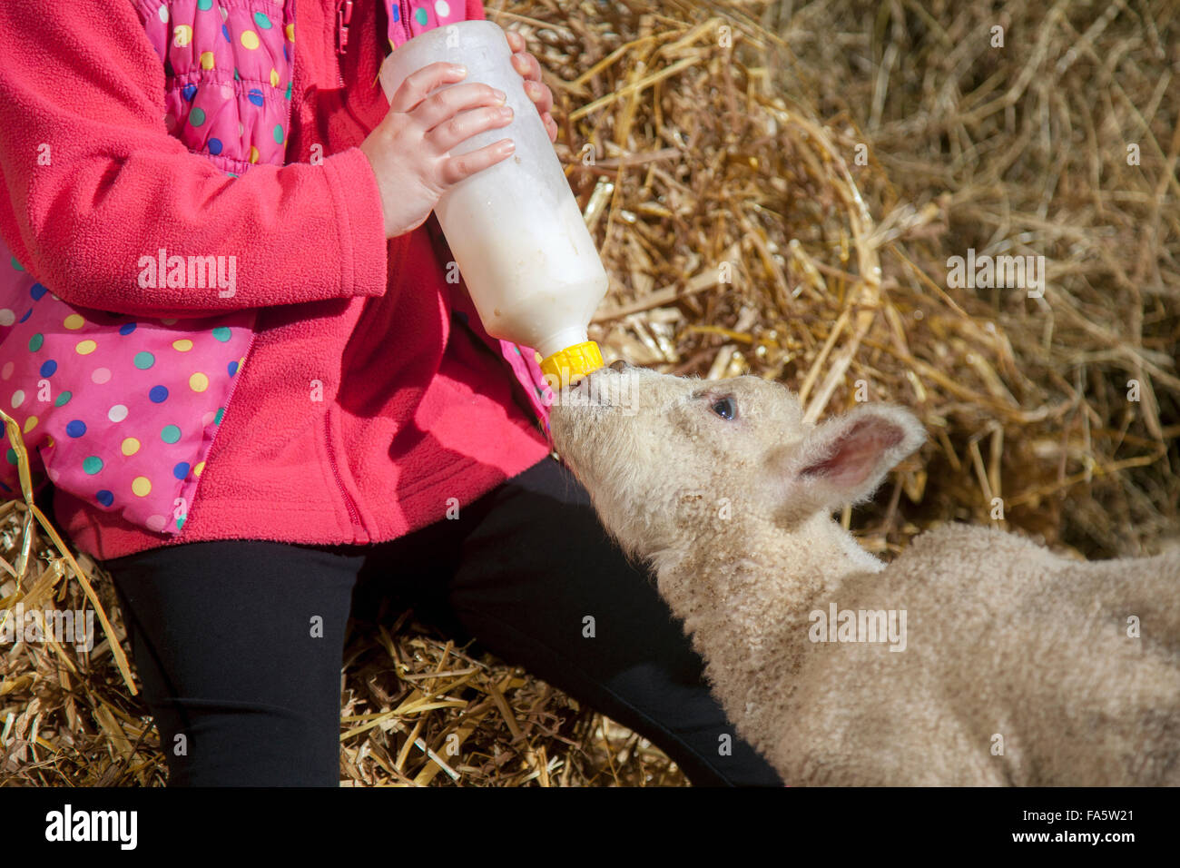 Girl feeding lamb uk hi-res stock photography and images - Alamy