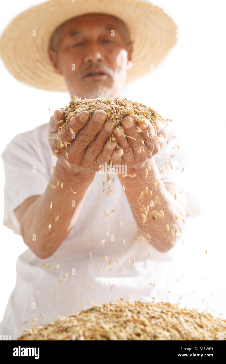 Old farmers holding the rice Stock Photo - Alamy
