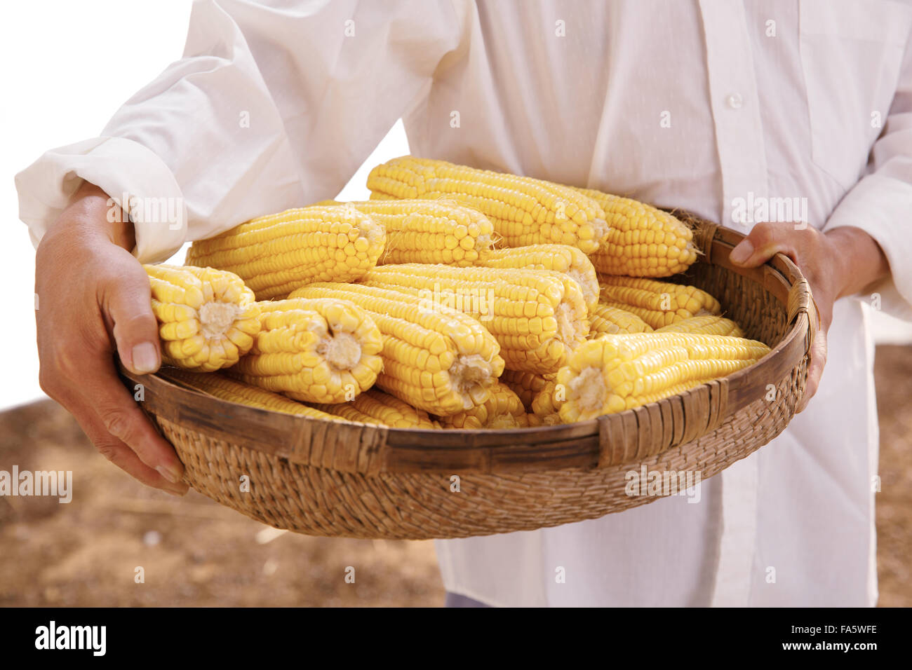 Farmers take a basket of corn Stock Photo - Alamy