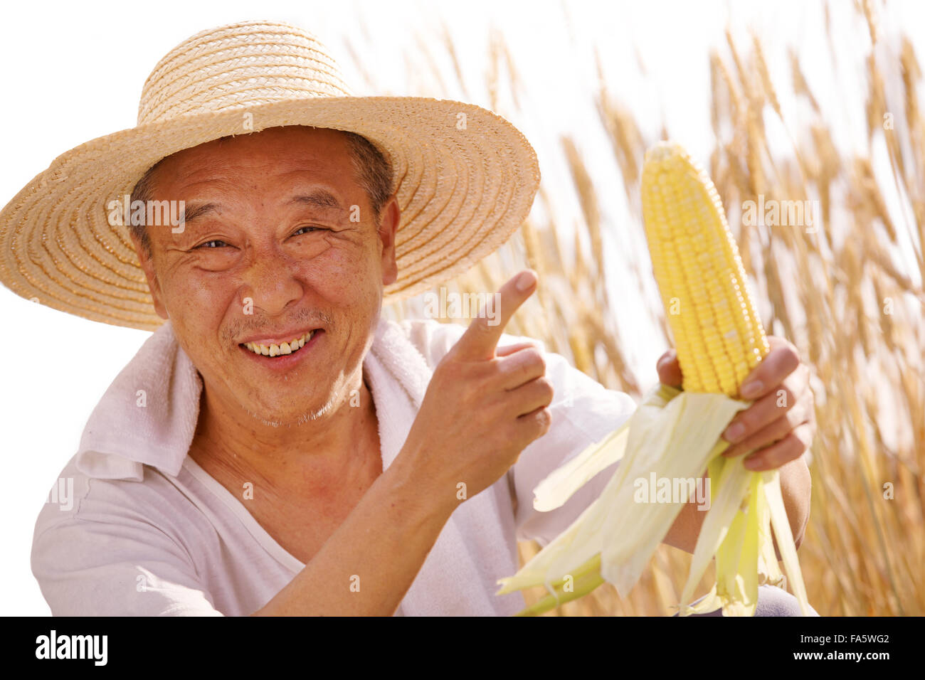 Corn harvesting farmers hi-res stock photography and images - Alamy