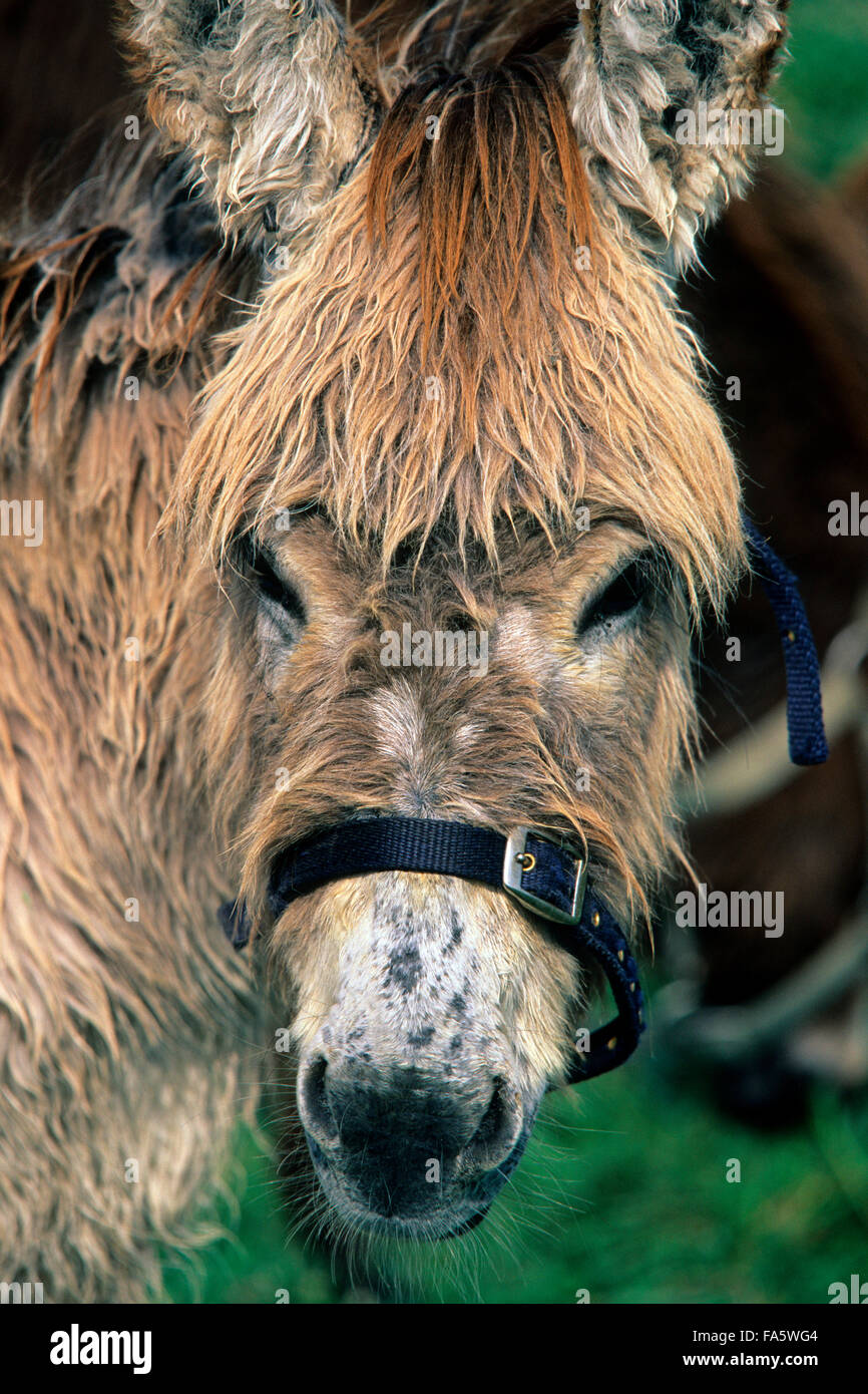 Donkey (equus asinus), Umbria, Italy Stock Photo - Alamy