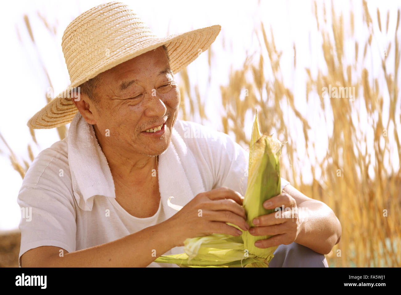 Farmers take corn Stock Photo - Alamy