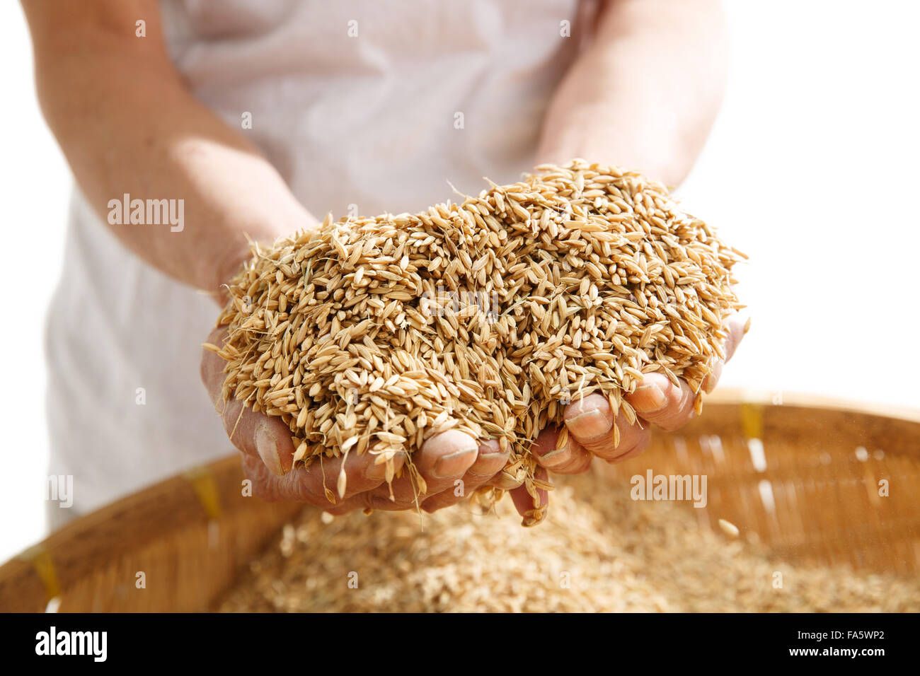 Old farmers holding the rice Stock Photo - Alamy