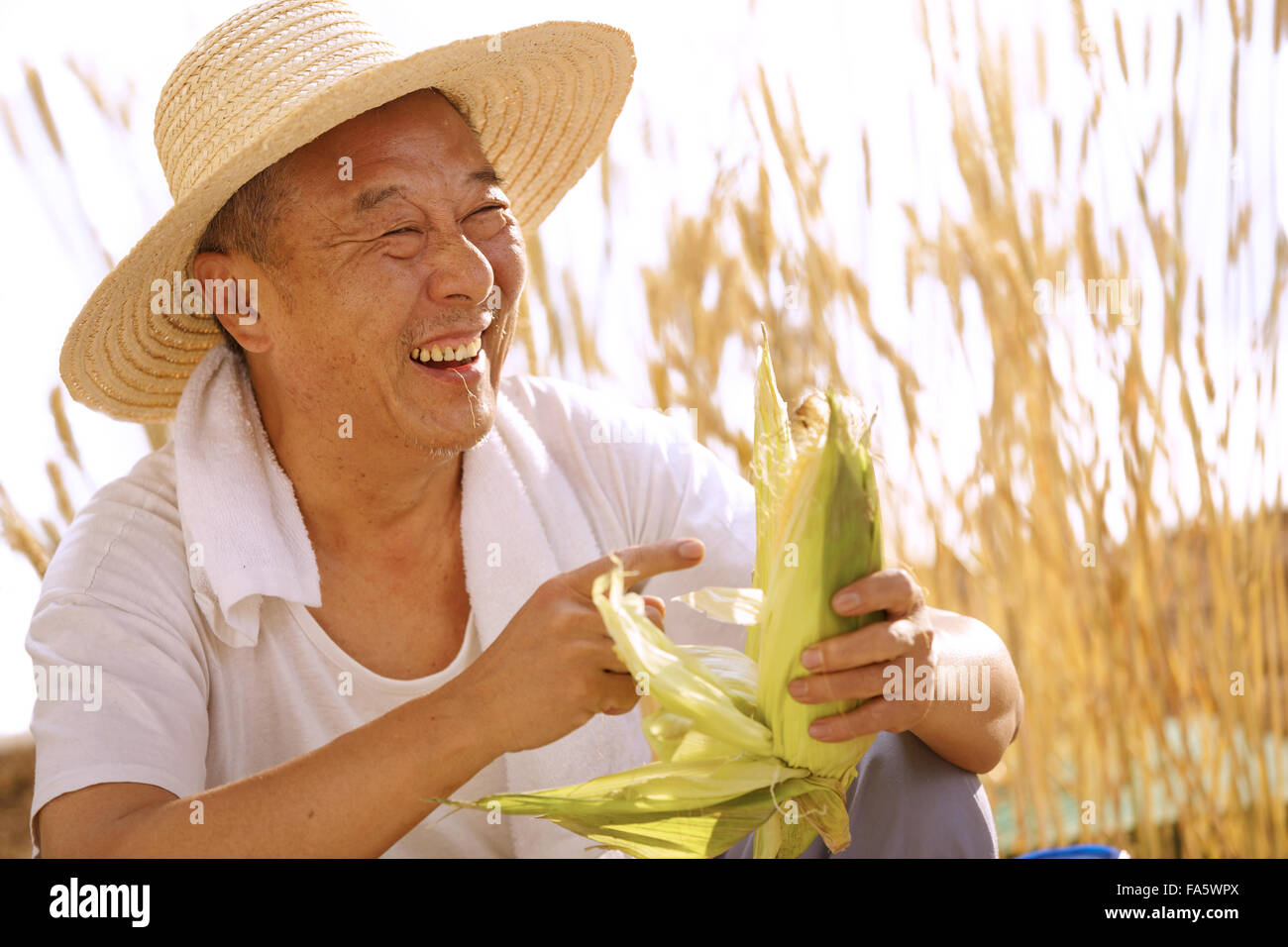 Farmers take corn Stock Photo - Alamy