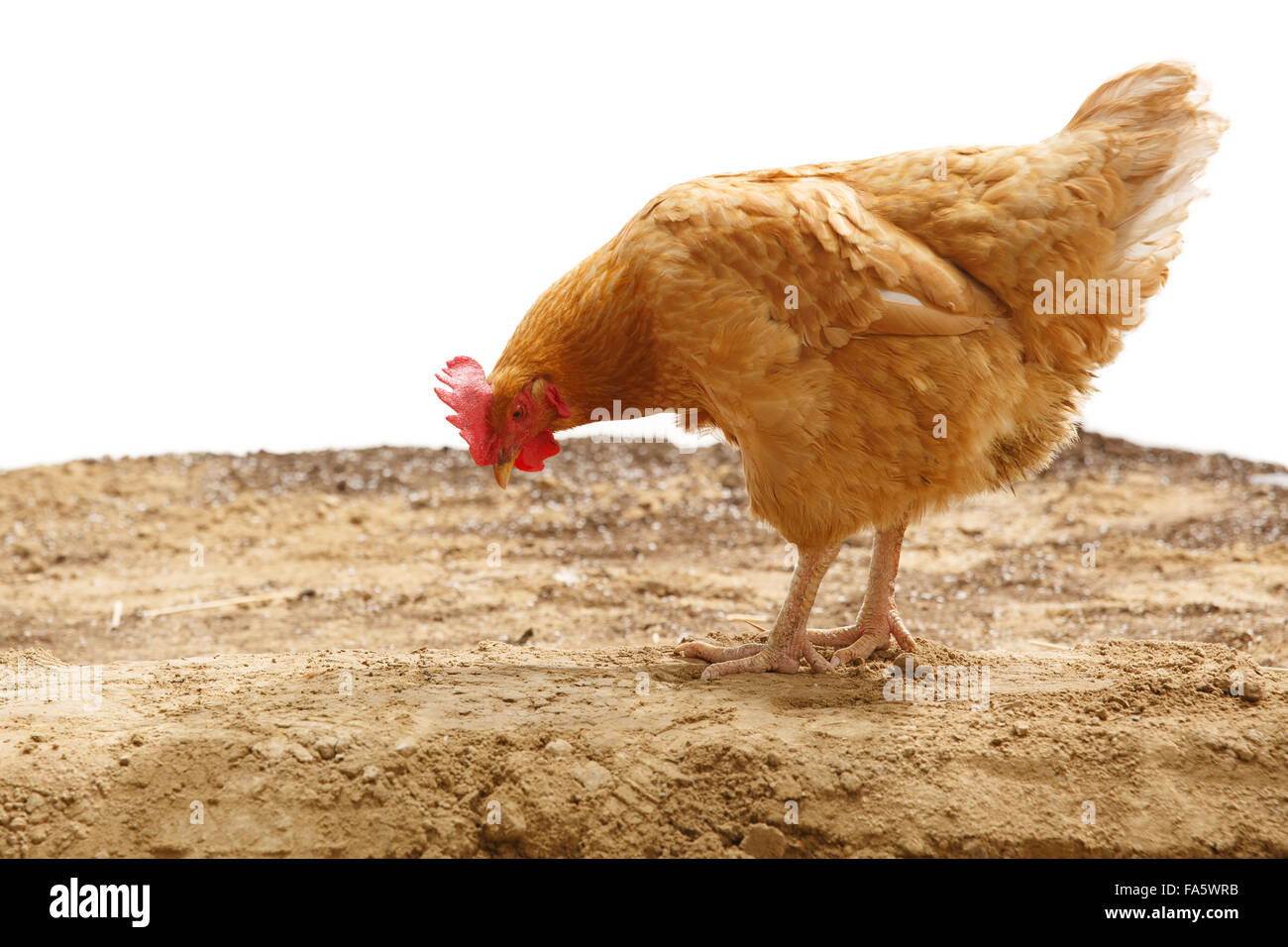 China hen hi-res stock photography and images - Alamy