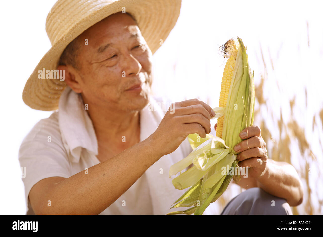 Farmers take corn Stock Photo - Alamy