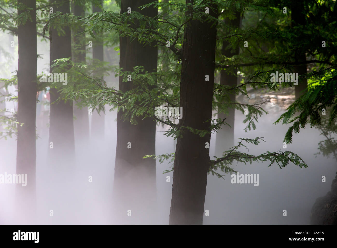 Cherry tree hill reserve hi-res stock photography and images - Alamy