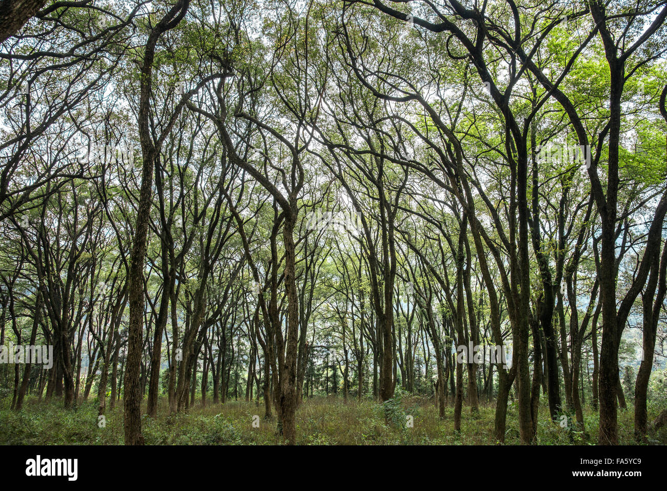 Camphor bush hi-res stock photography and images - Alamy