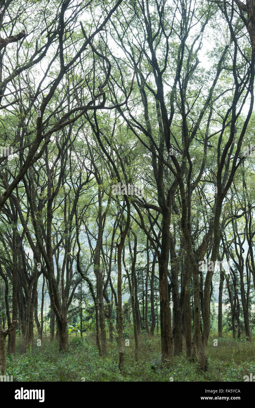 Camphor Plant High Resolution Stock Photography and Images - Alamy