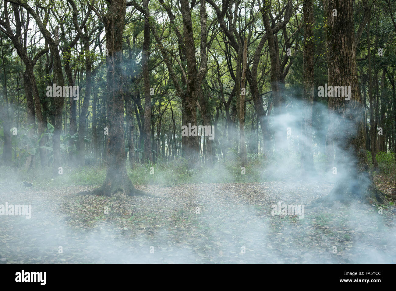 Camphor hi-res stock photography and images - Alamy