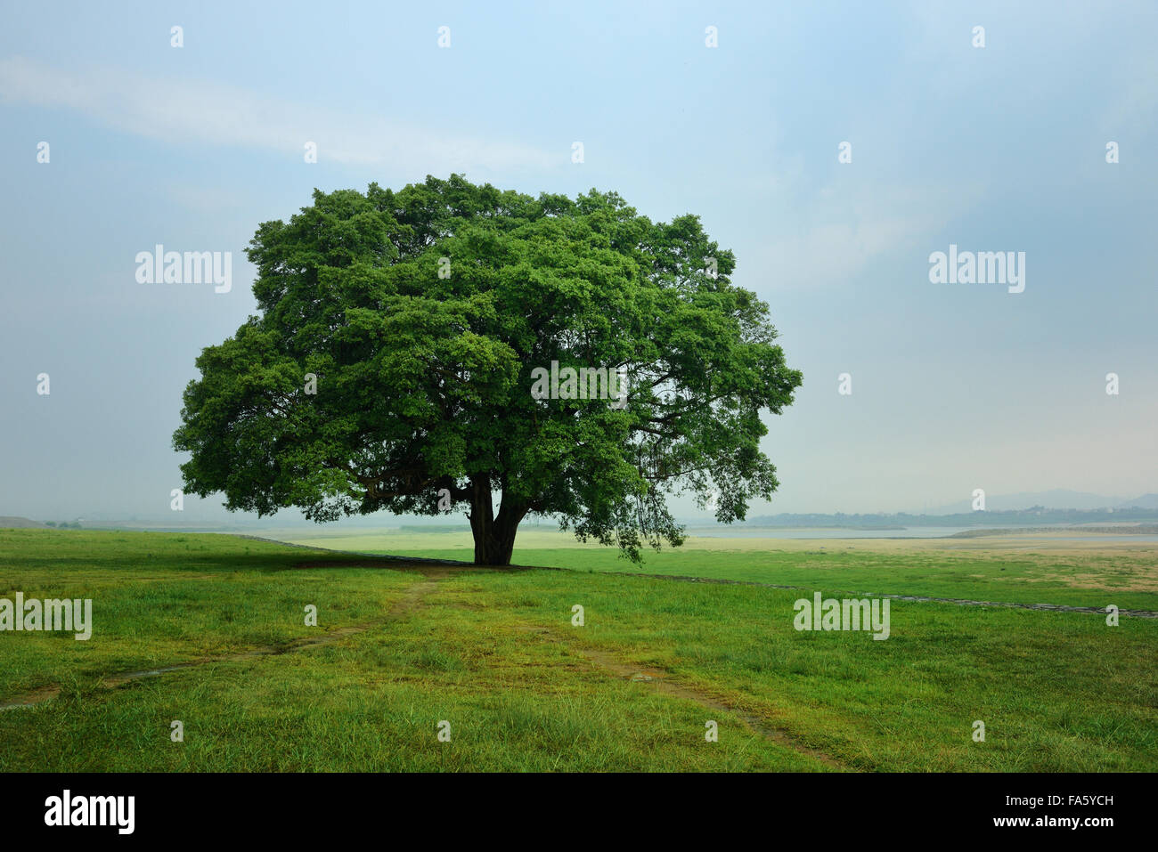 Grassland scene hi-res stock photography and images - Alamy