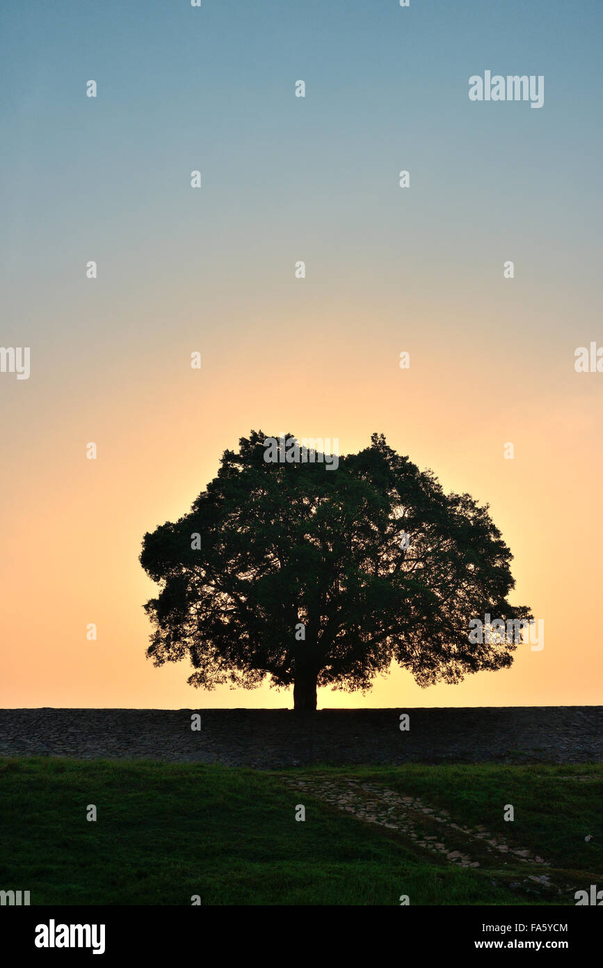 Grassland scene hi-res stock photography and images - Alamy