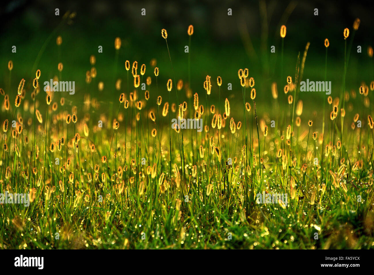 Green bristlegrass Stock Photo - Alamy Green bristlegrass Stock Photo - Alamy