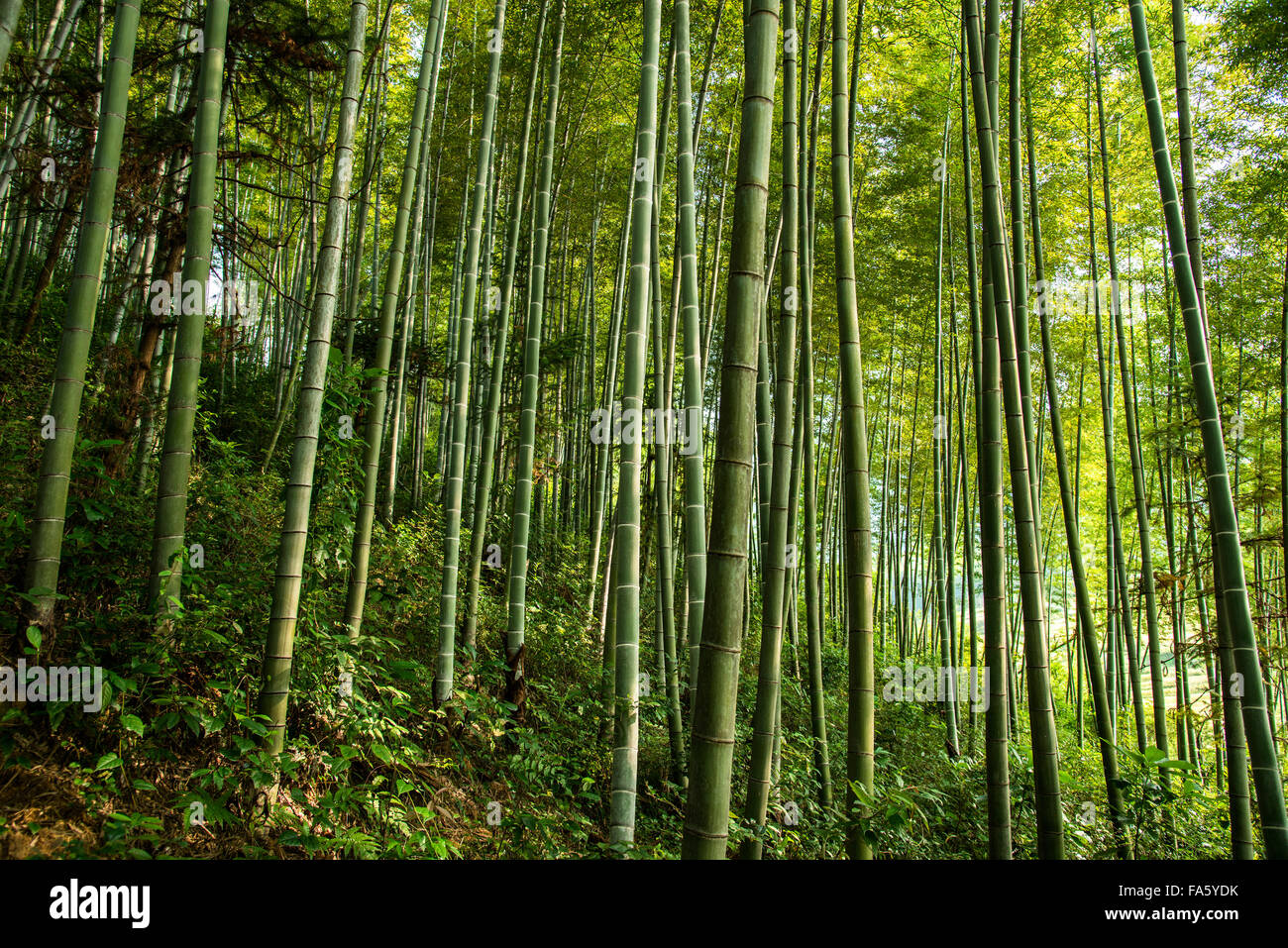 Bamboo range hi-res stock photography and images - Alamy