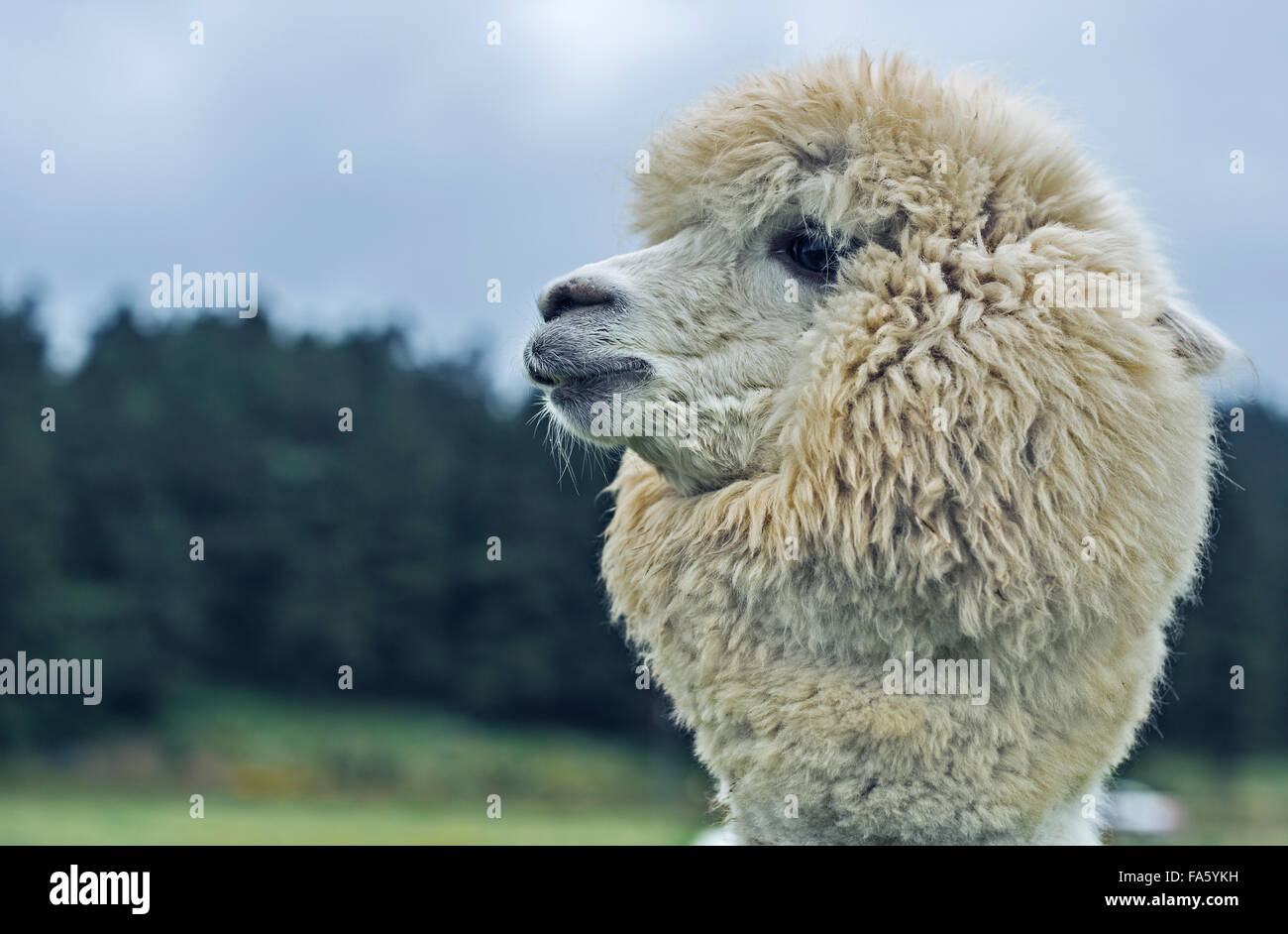 Alpaca And Sheep High Resolution Stock Photography and Images - Alamy