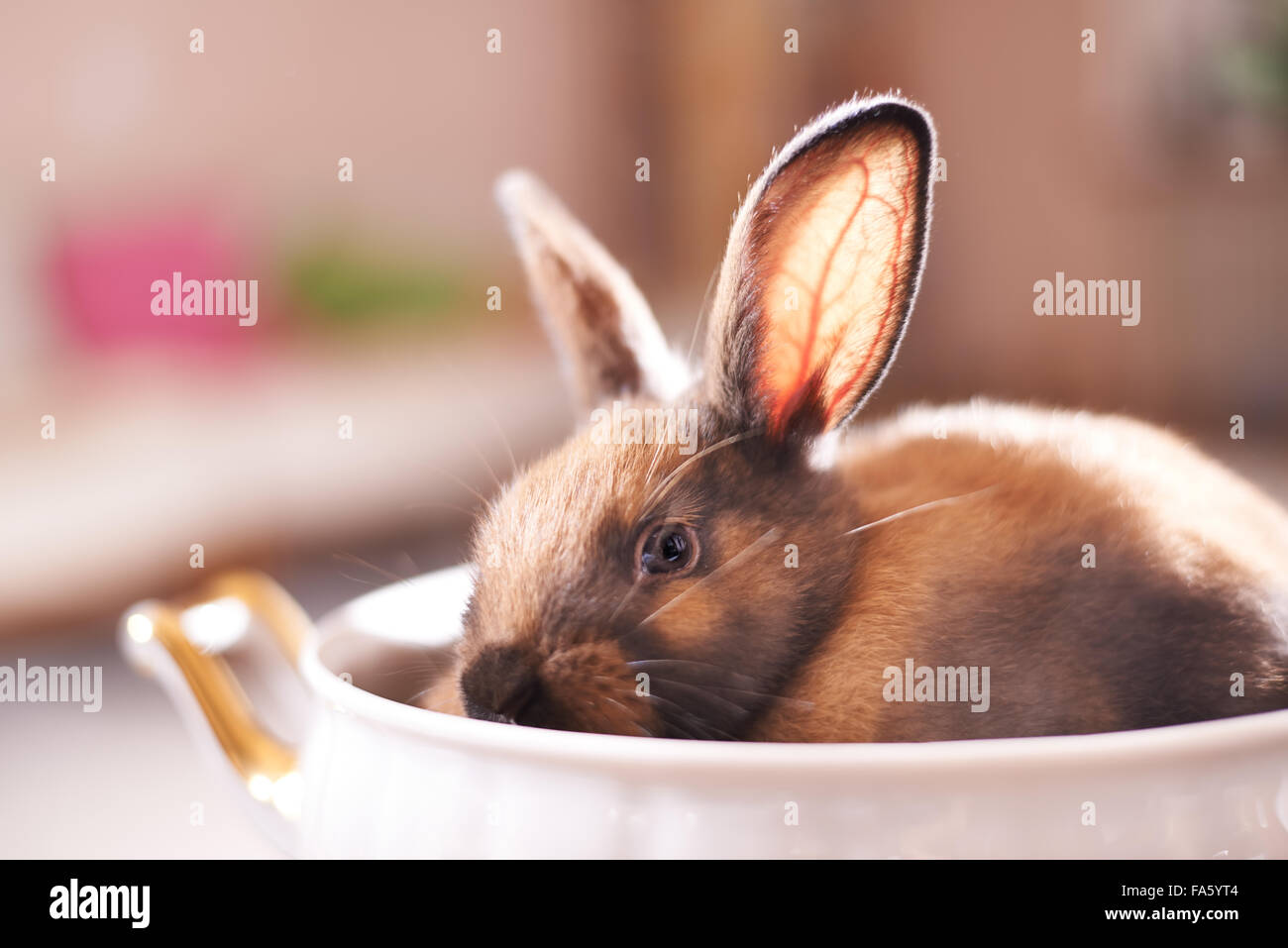Cute little rabbit Stock Photo - Alamy