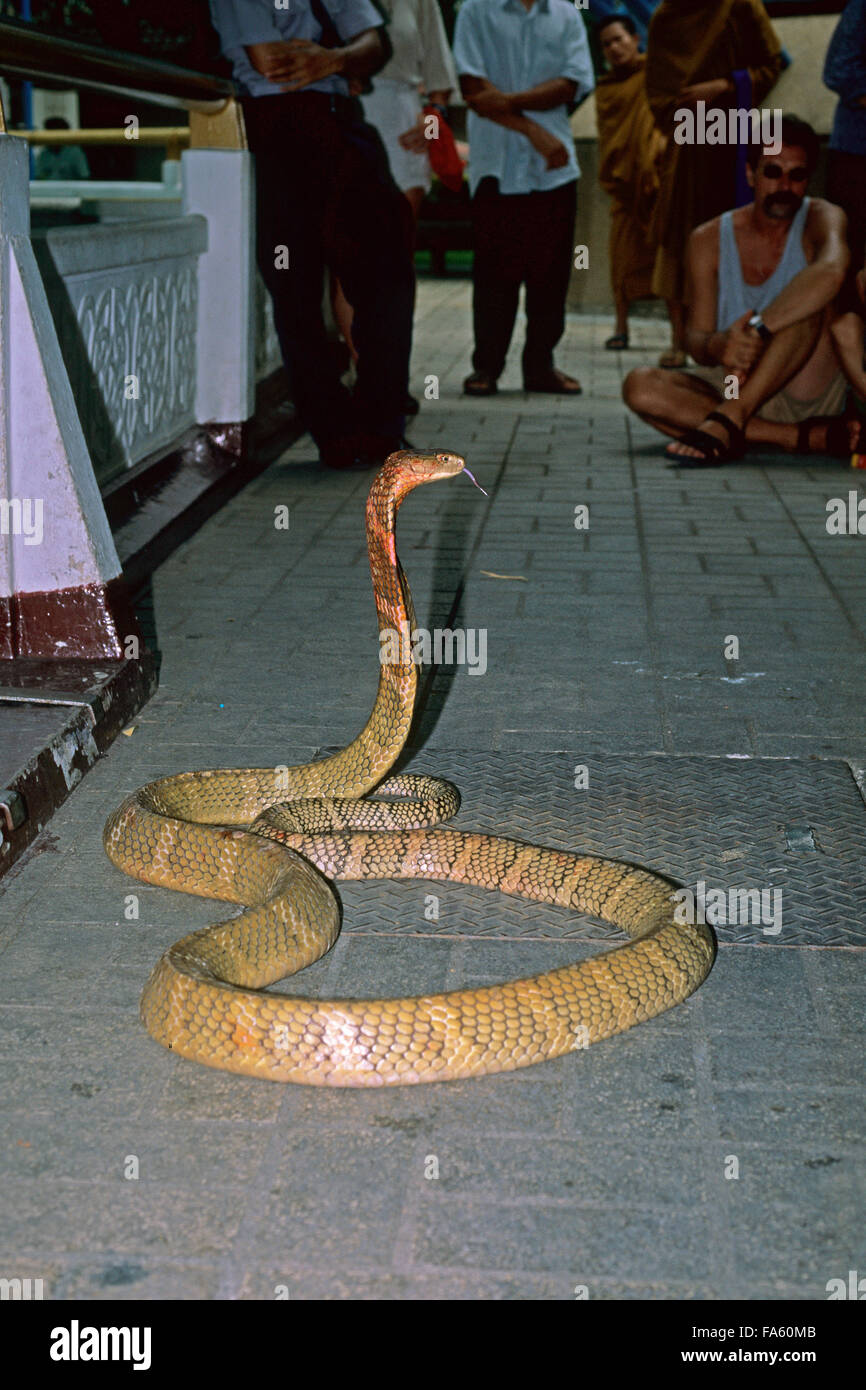 King cobra (ophiophagus hannah) at Snake Farm of the Pasteur Institute ...