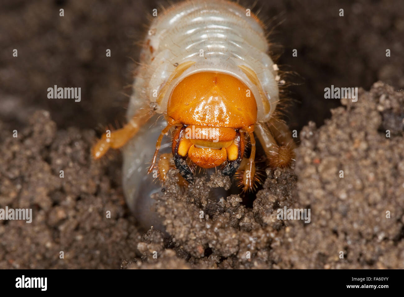 Maybeetle, may-beetle, cockchafer, maybug, larva, grub, larvae ...