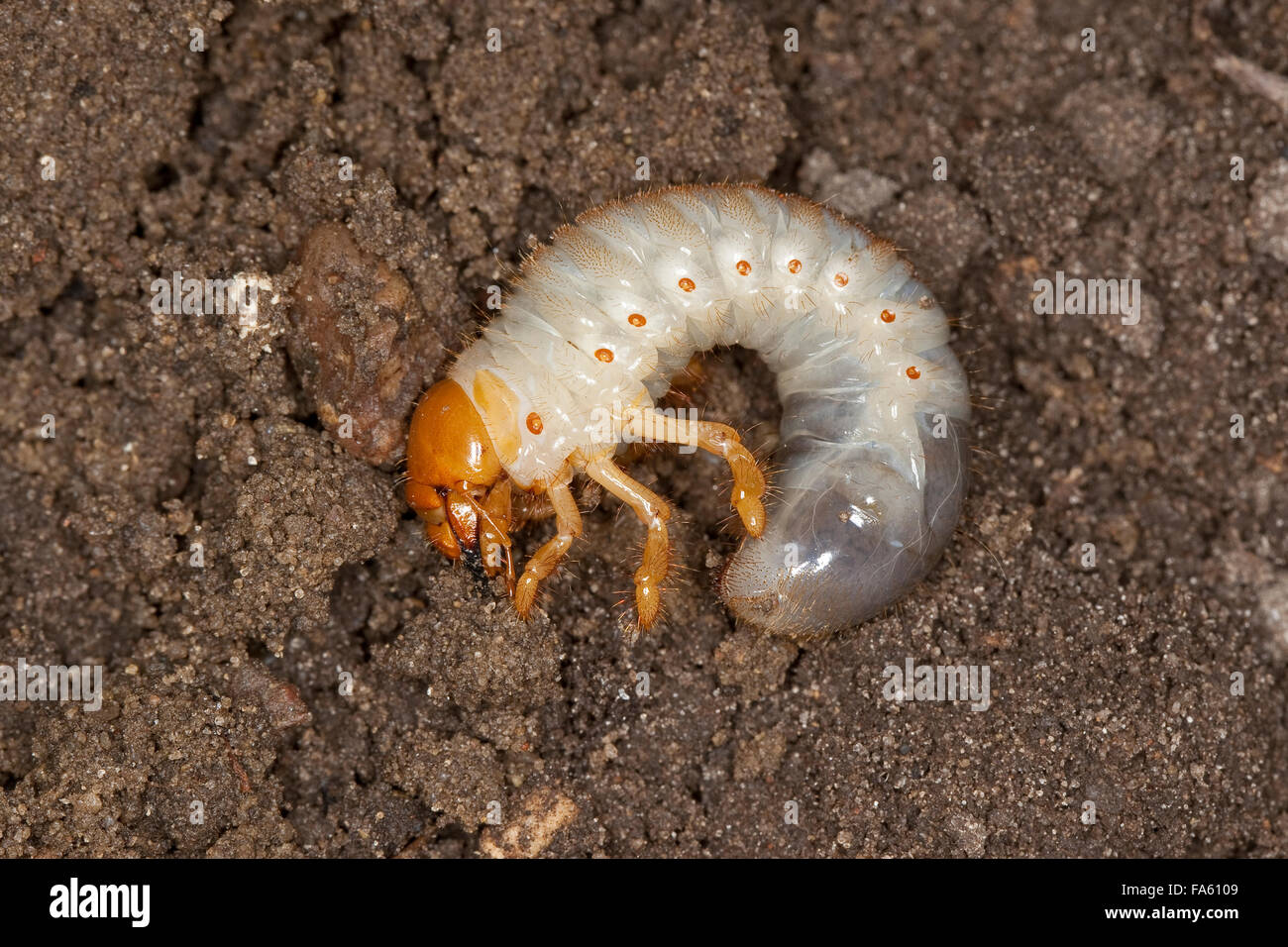 Maybeetle, may-beetle, cockchafer, maybug, larva, grub, larvae ...