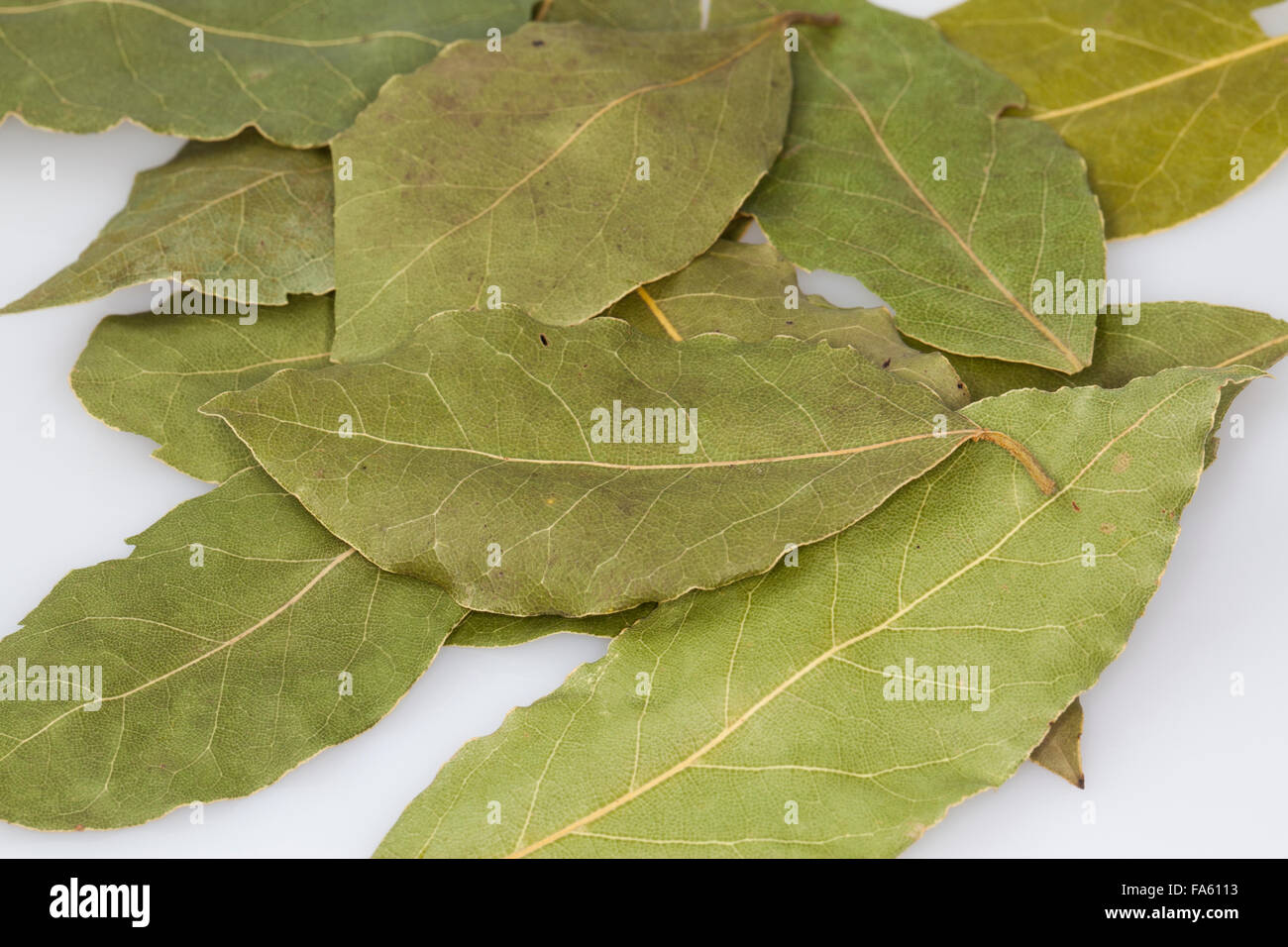 Bay Tree, Sweet Bay, Lorbeerbaum, Lorbeerblätter, Lorbeer-Baum, Echter ...