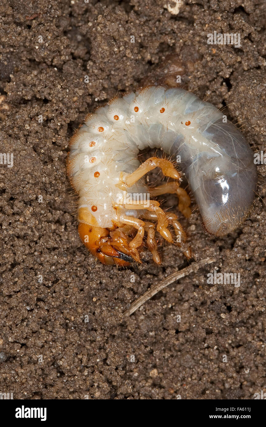 Maybeetle, may-beetle, cockchafer, maybug, larva, grub, larvae ...