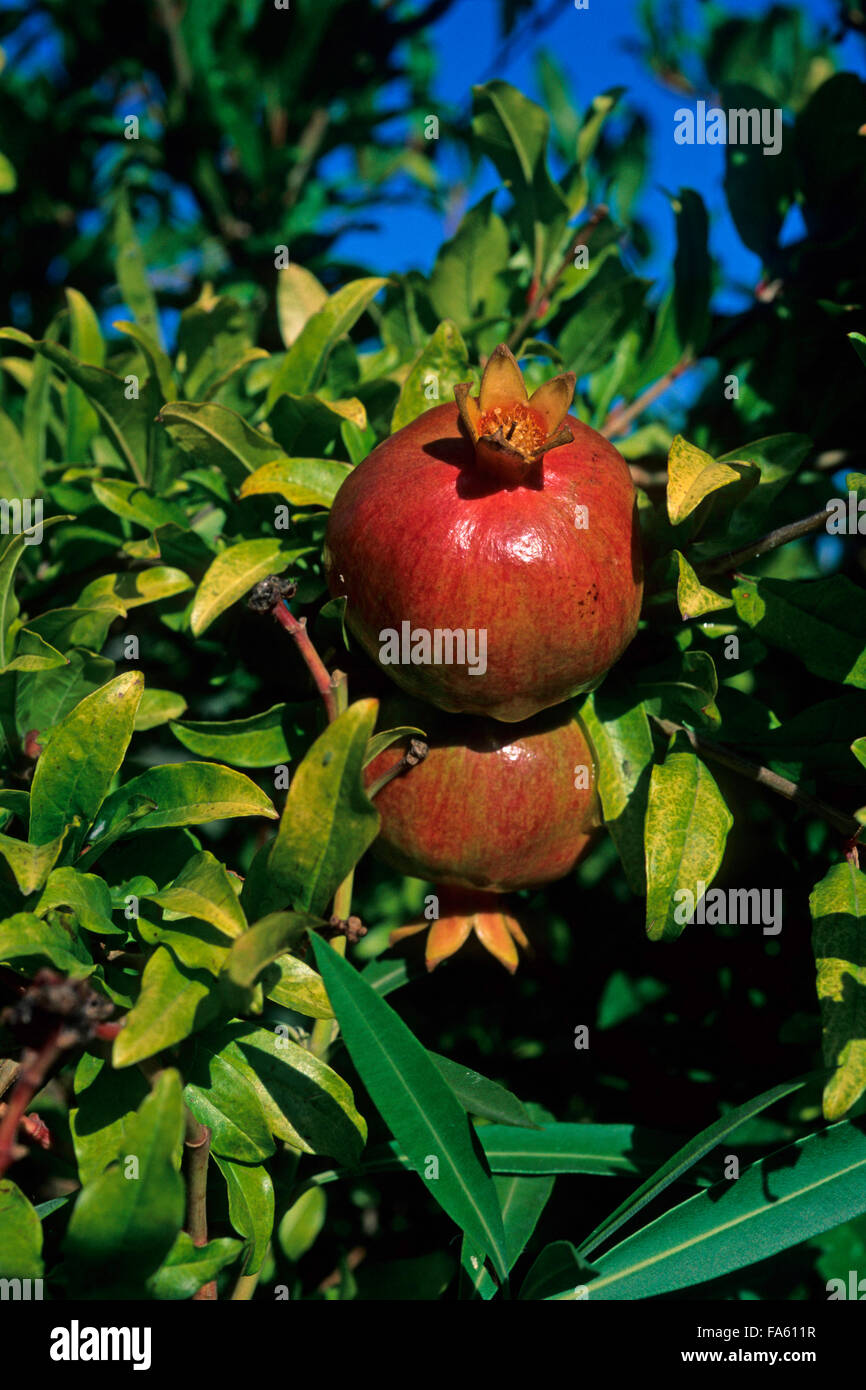 Melograno hi-res stock photography and images - Alamy