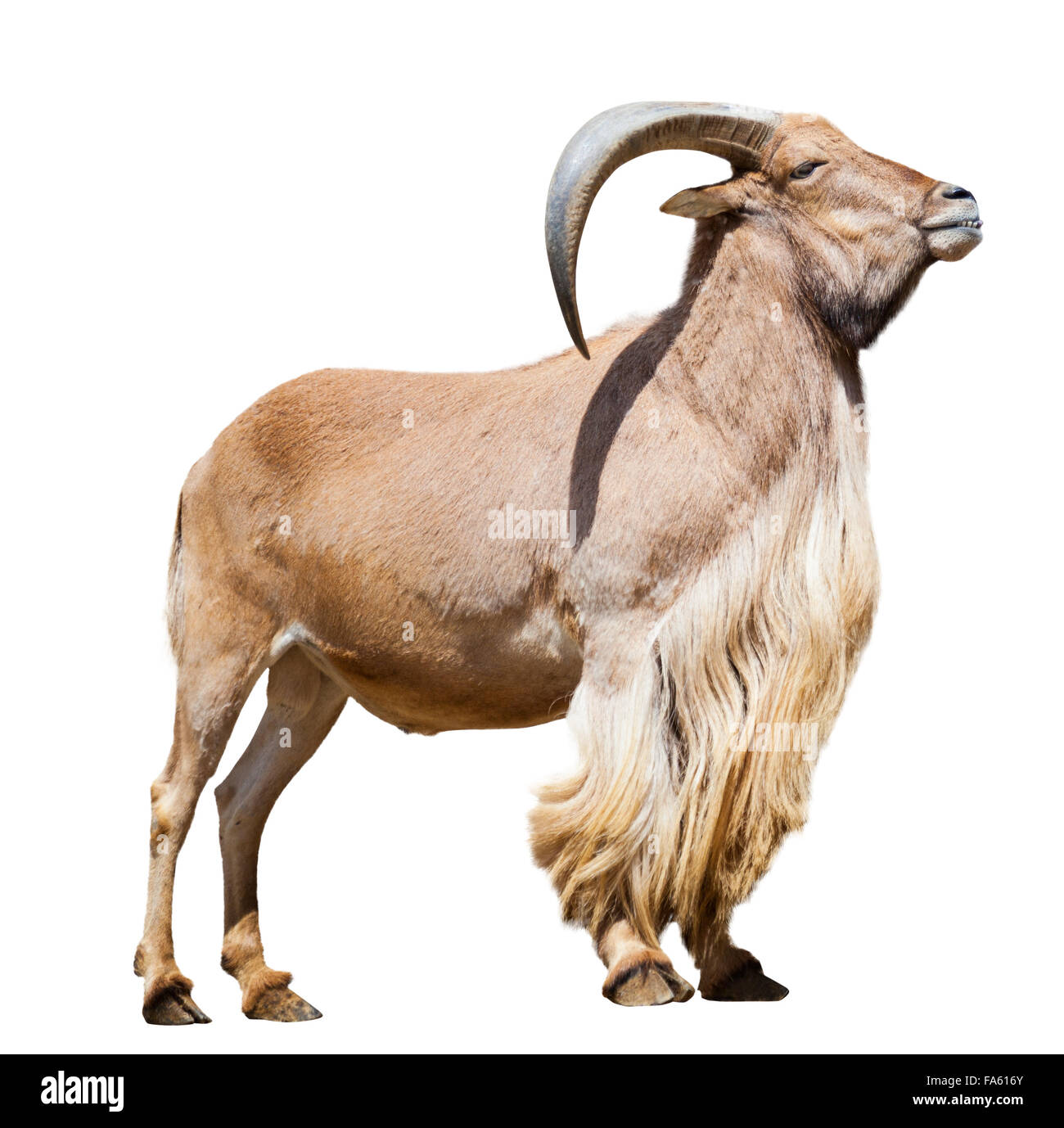 Male barbary sheeps. Isolated over white background Stock Photo - Alamy