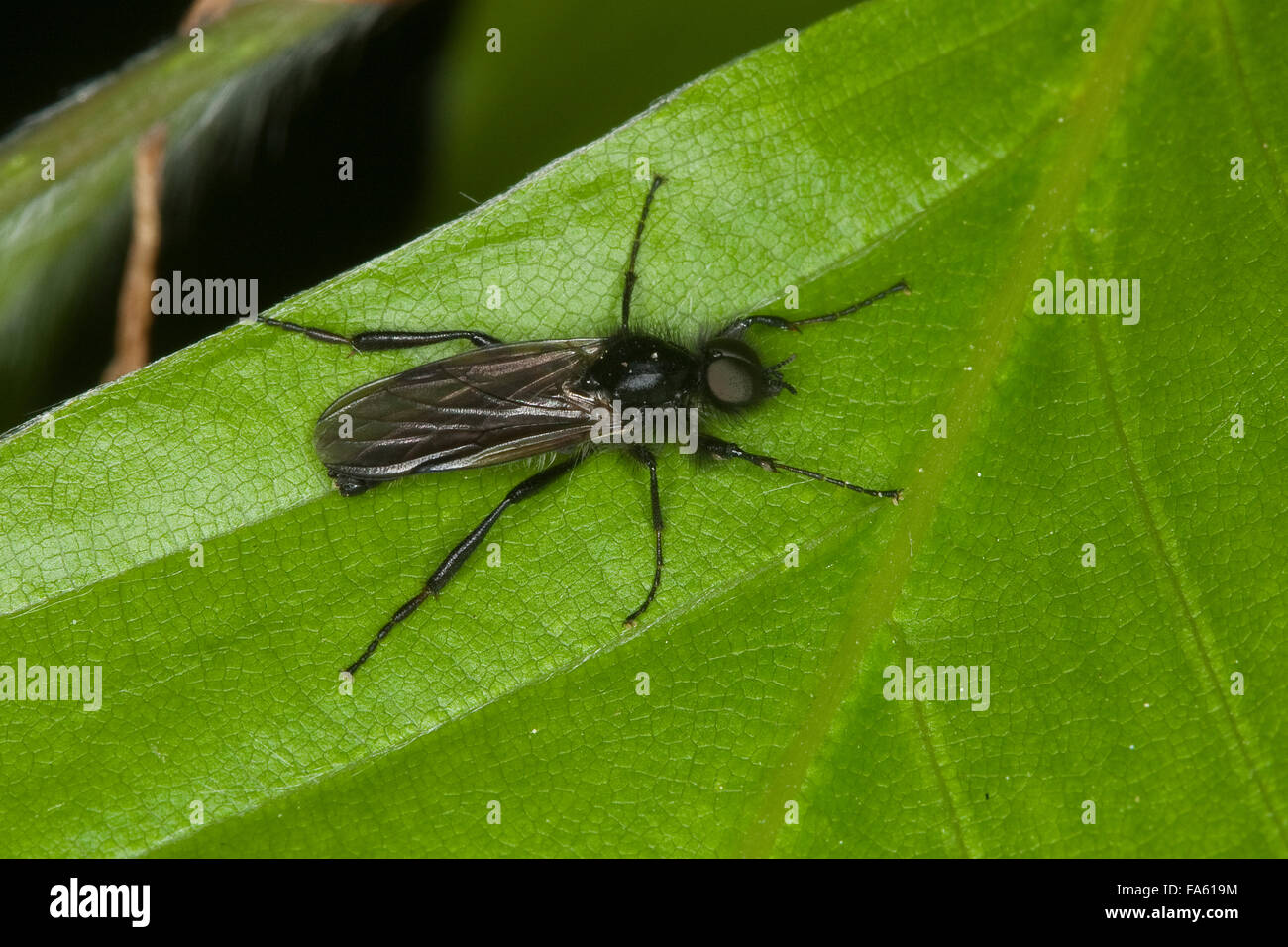 St. Mark's fly, march fly, male, Märzfliege, Märzmücke, Haarmücke ...