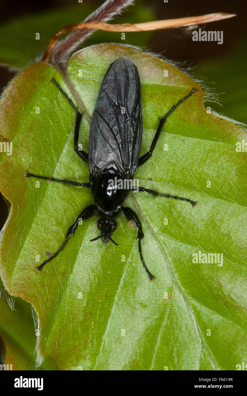St. Mark's fly, march fly, female, Märzfliege, Märzmücke, Haarmücke ...