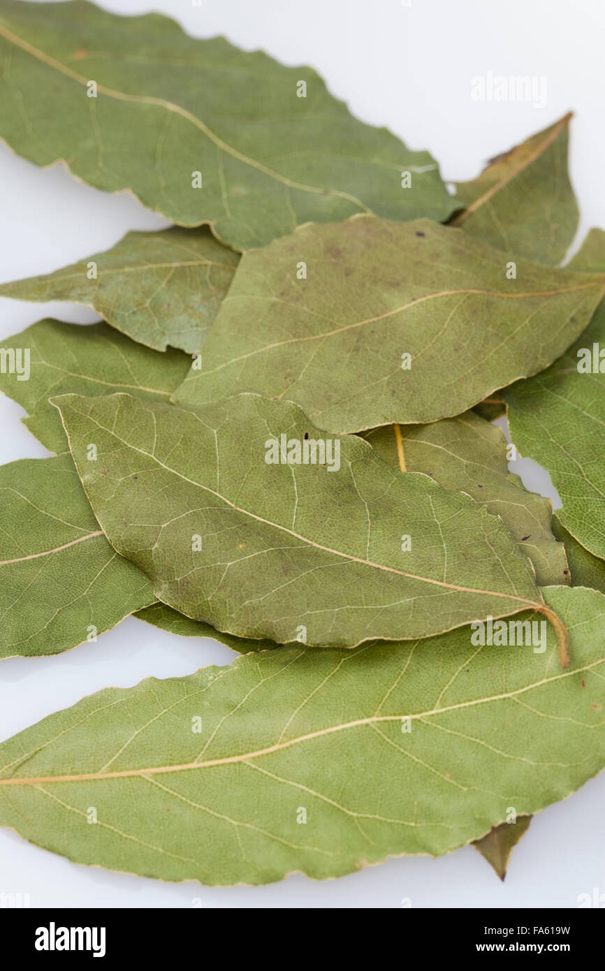 Bay Tree, Sweet Bay, Lorbeerbaum, Lorbeerblätter, Lorbeer-Baum, Echter ...