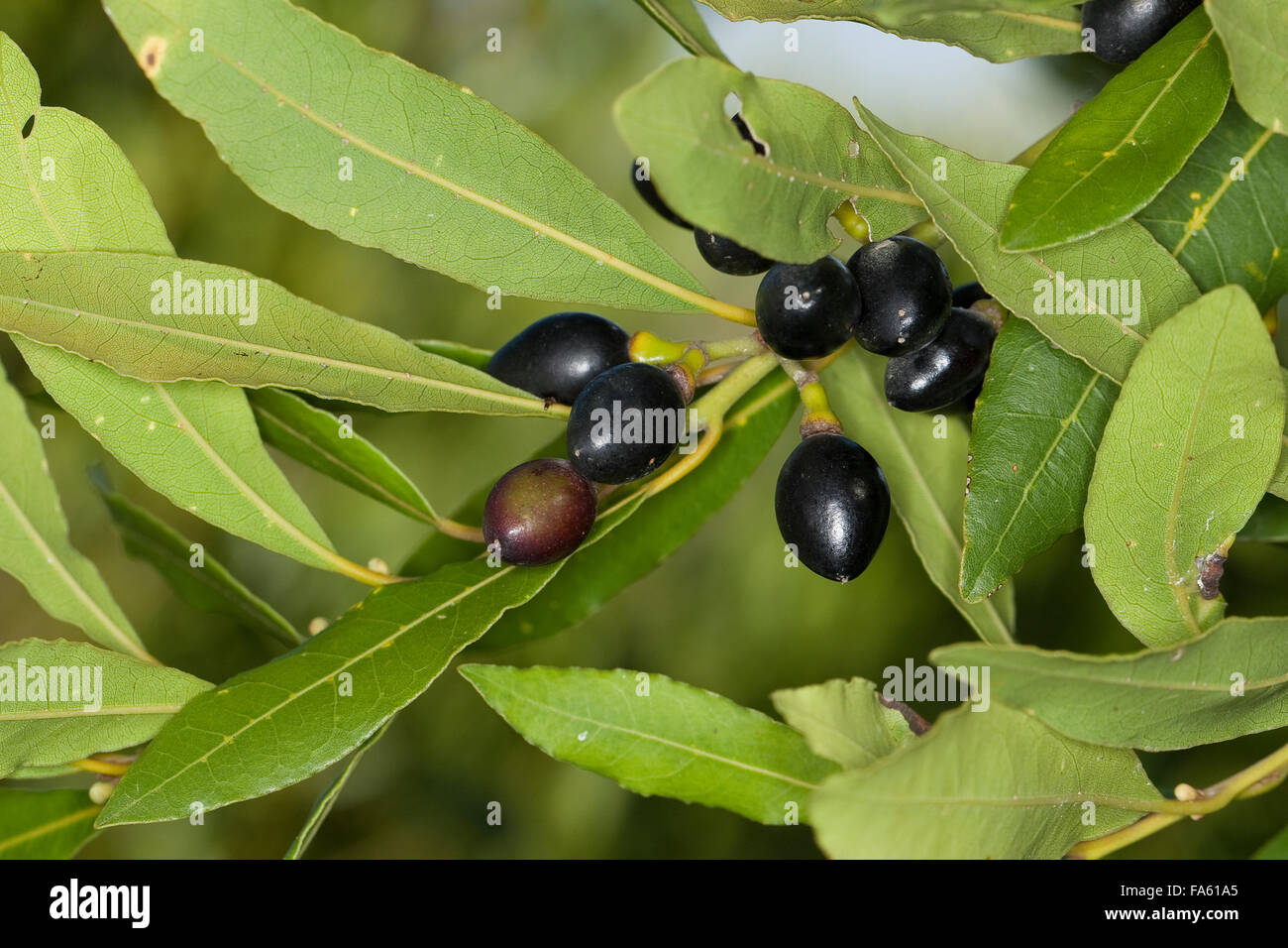 Bay Tree, Sweet Bay, fruit, Lorbeerbaum, Lorbeerblätter, Lorbeer-Baum ...