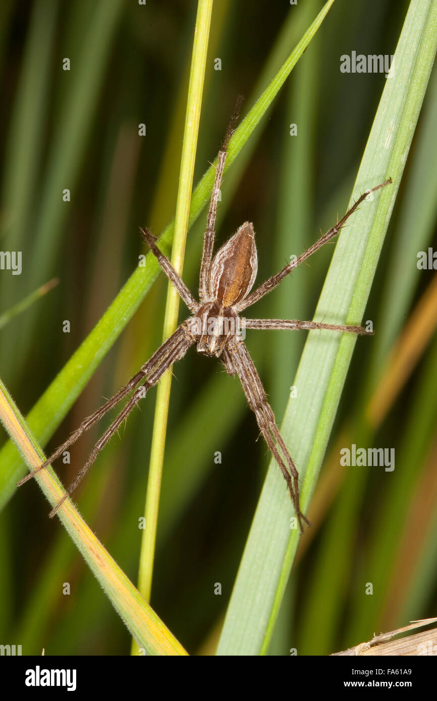 Fantastic fishing spider, Nursery web spider, Listspinne, List-Spinne ...