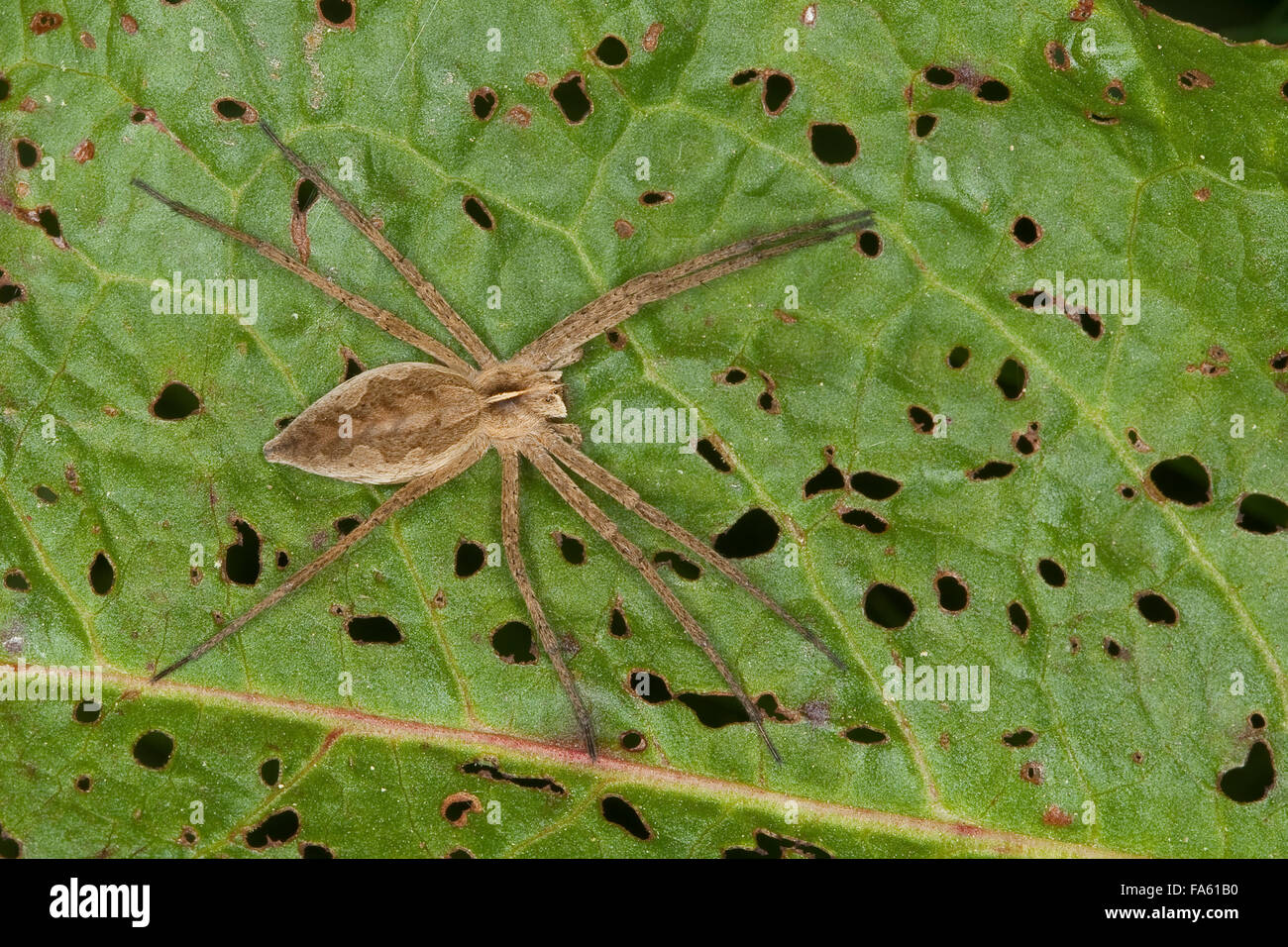 Fantastic fishing spider, Nursery web spider, Listspinne, List-Spinne ...