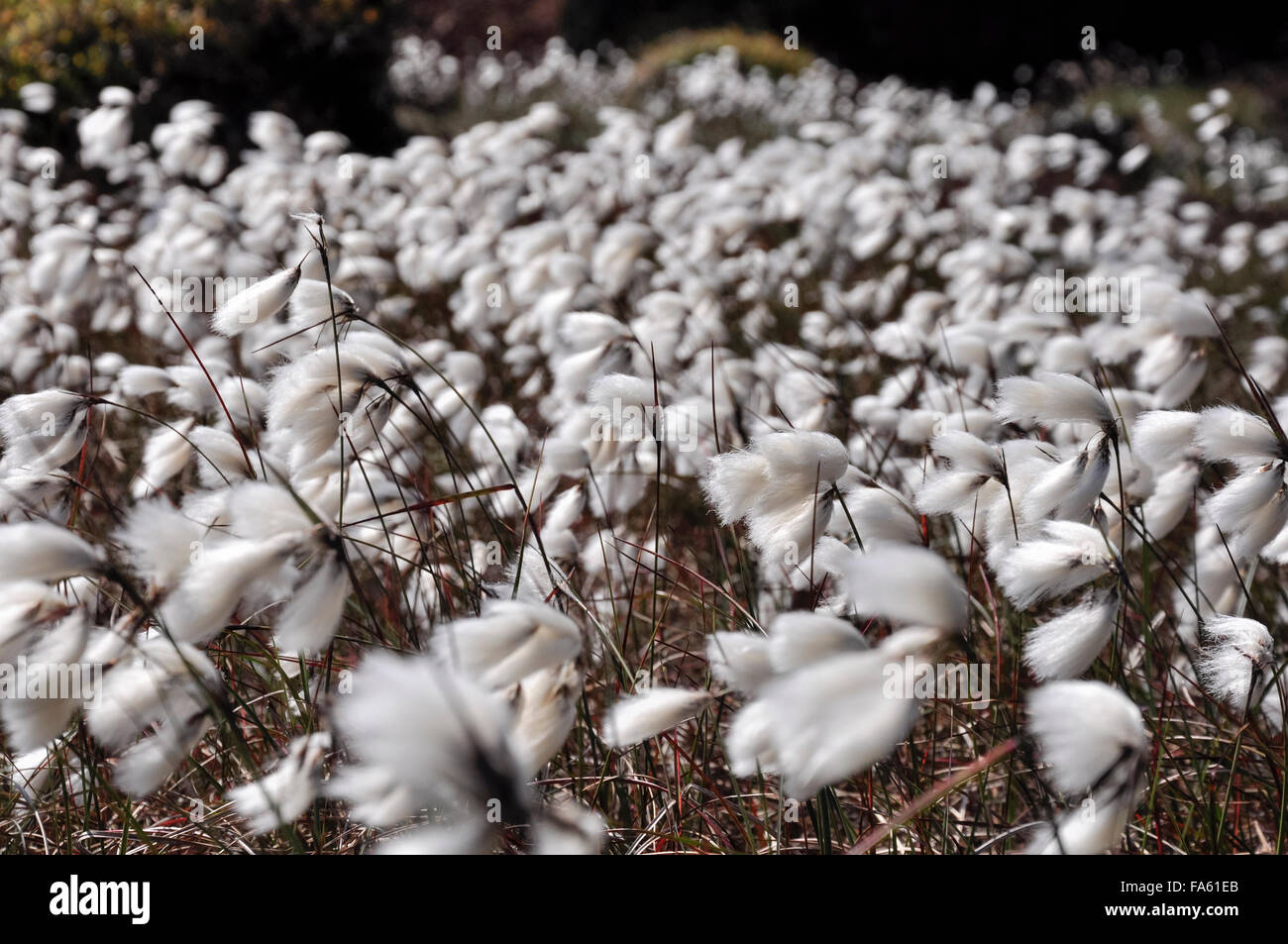 White moors hi-res stock photography and images - Alamy