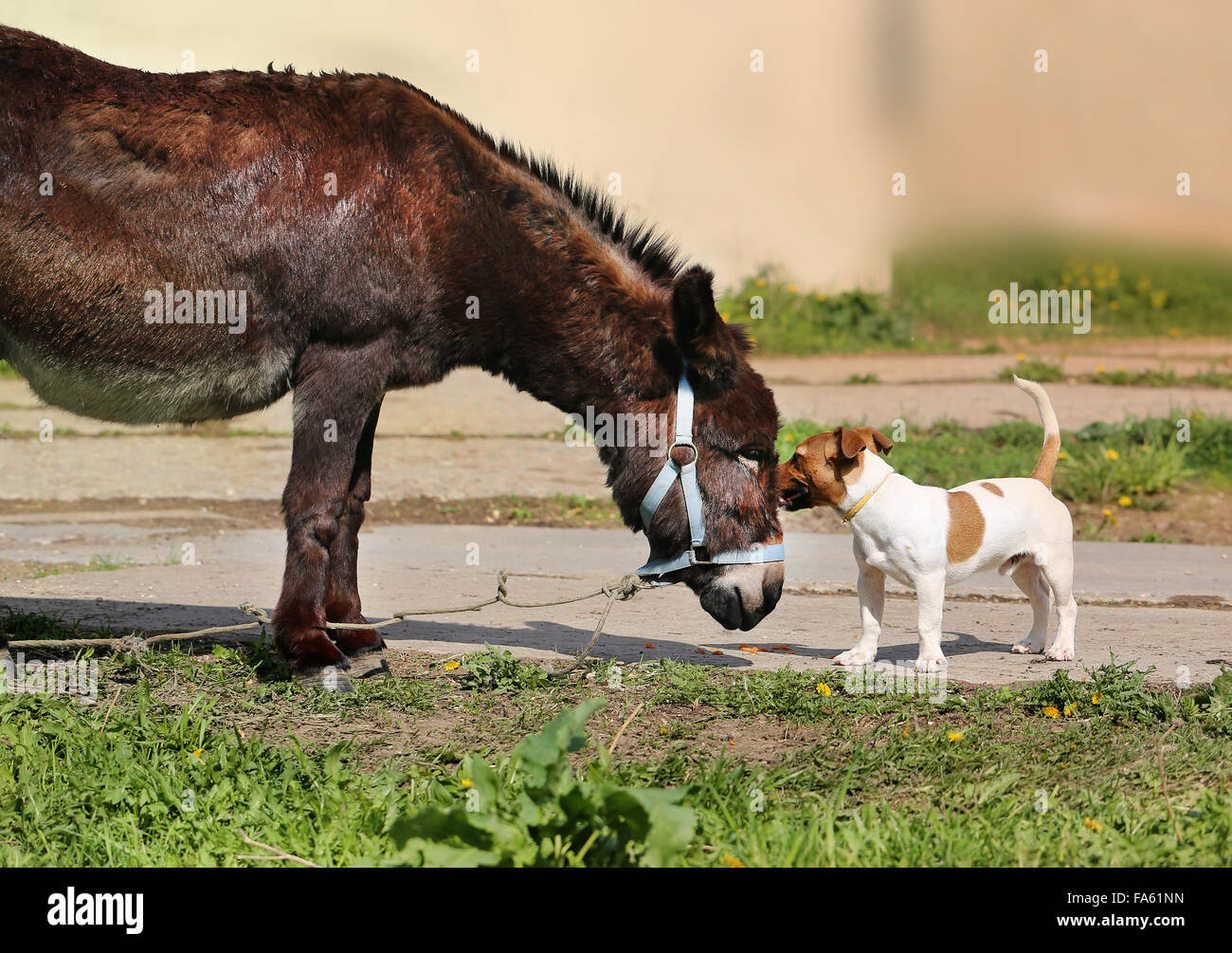 Friends kiss the donkey and the dog photographed close up Stock Photo ...