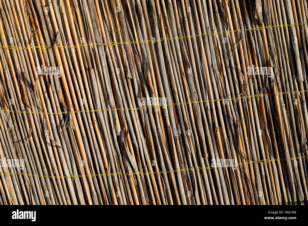 Golden dry grass hi-res stock photography and images - Alamy