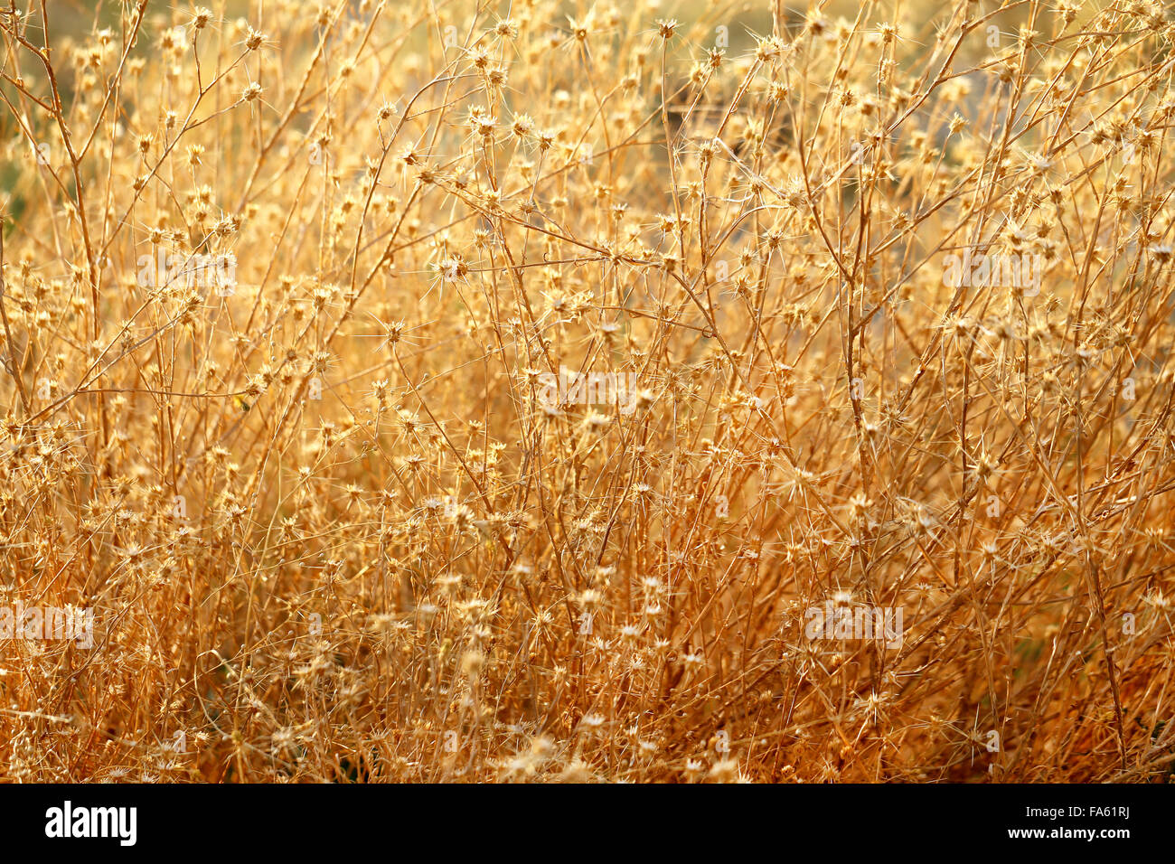 Beautiful golden dry grass is photographed close-up Stock Photo - Alamy