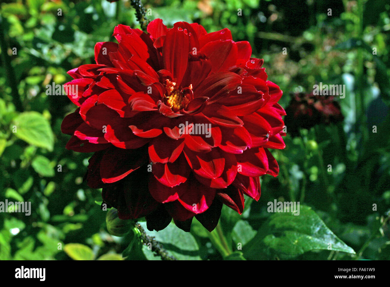 Red dahlia flower Stock Photo - Alamy