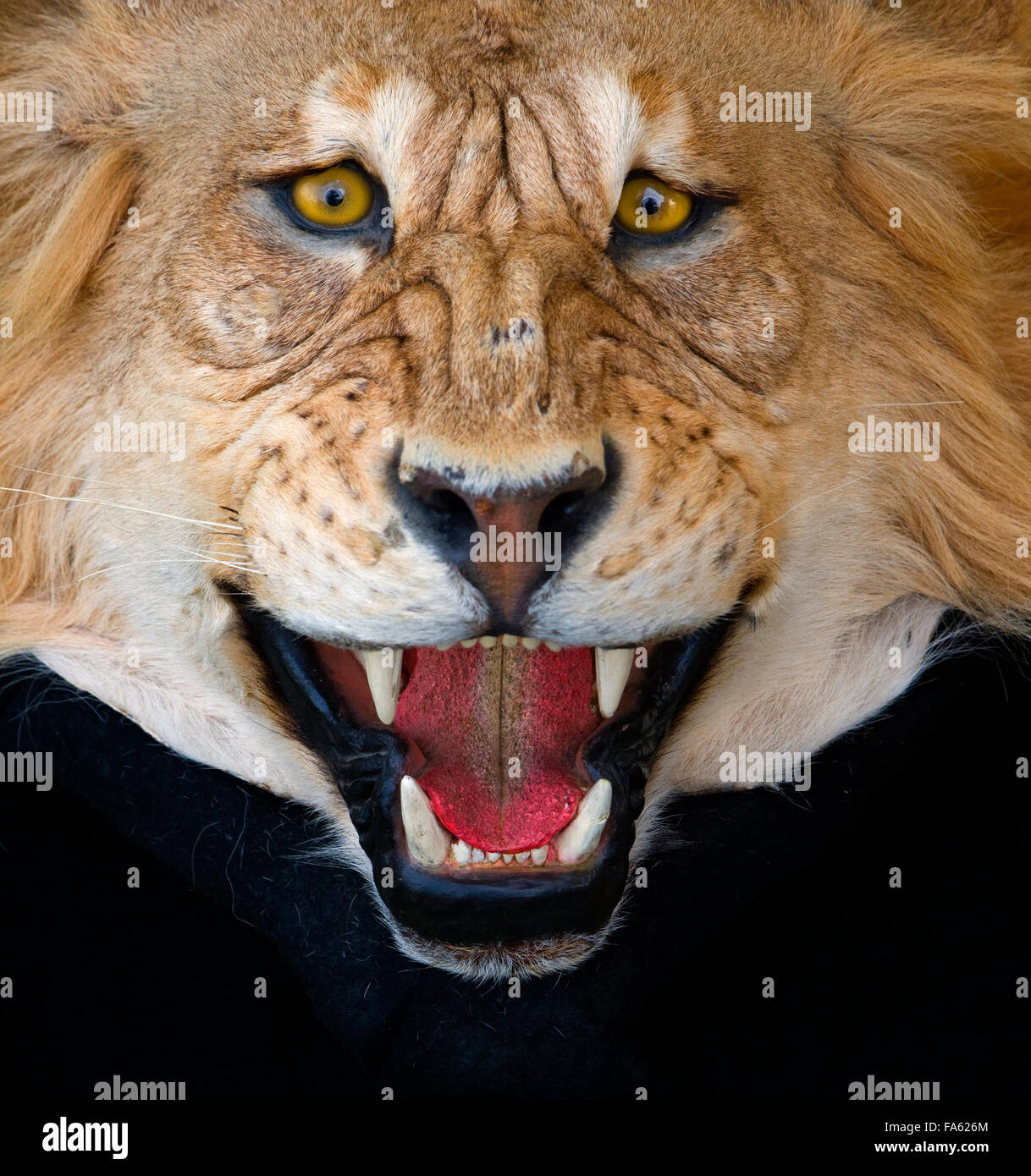 Lion skin hi-res stock photography and images - Alamy