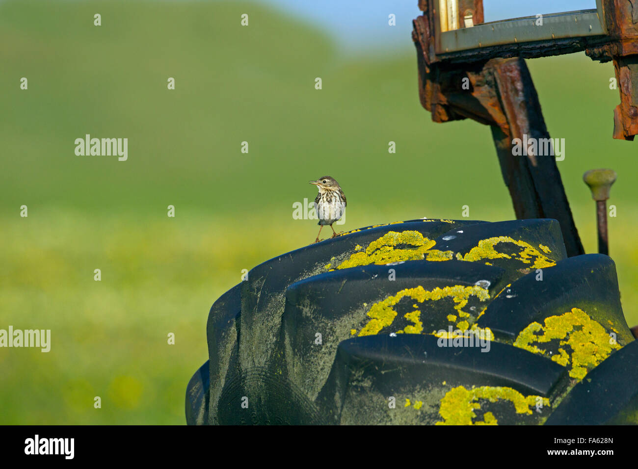 Derelict tractor hi-res stock photography and images - Alamy