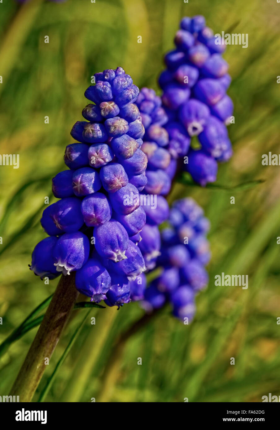 Miniature hyacinth hi-res stock photography and images - Alamy